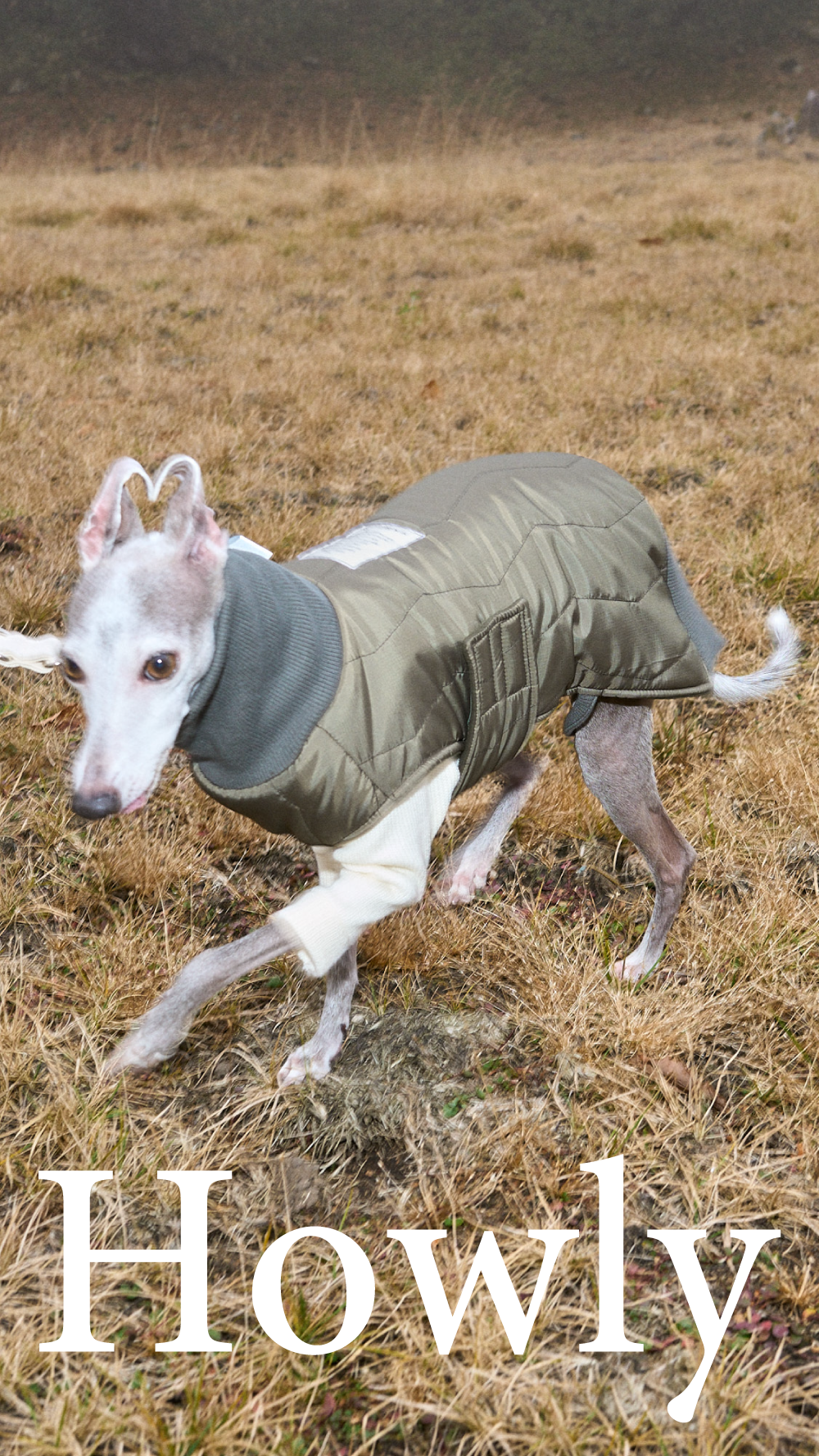 Howly Official Online Shop | New Standard for Dogs | MADE IN JAPAN
